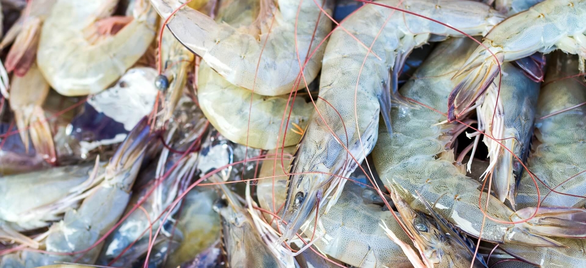 Lineage & Nordic Seafood: 30 Years of Growing Together | Lineage Europe